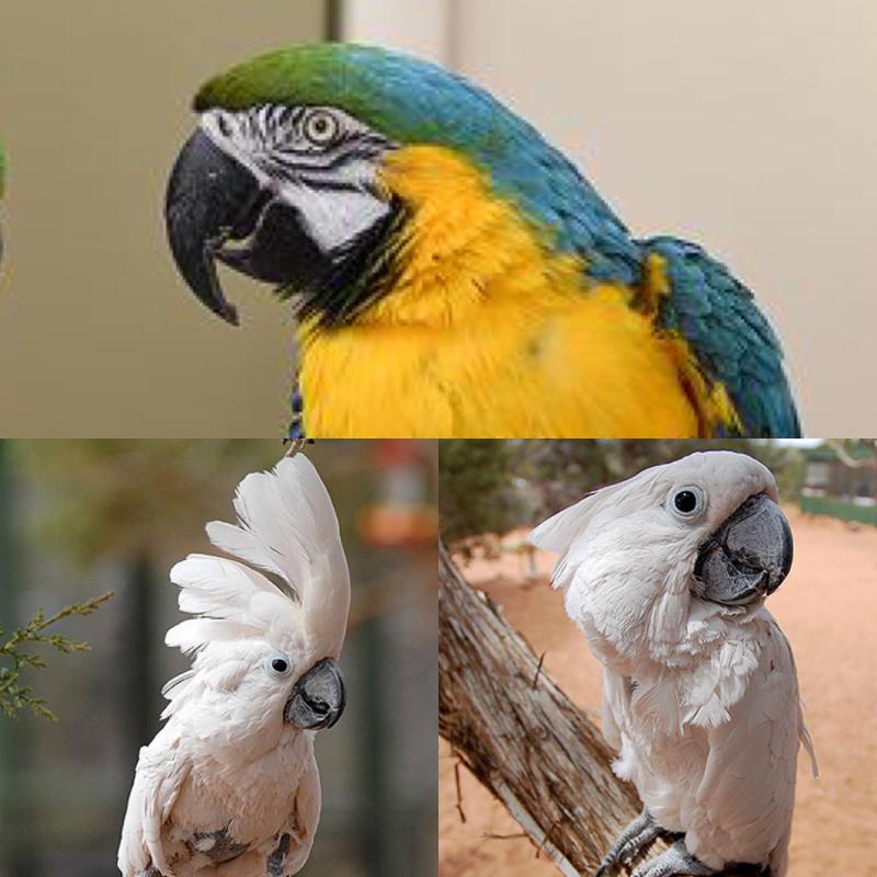 Progress Report on the Parrot Aviary - The Lily Pond