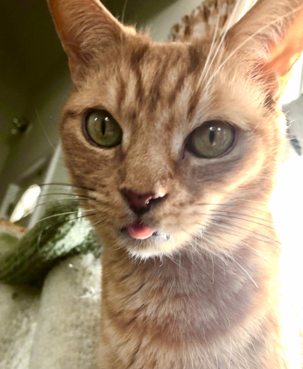 The Quacking Cat and Other Funny Felines - The Lily Pond