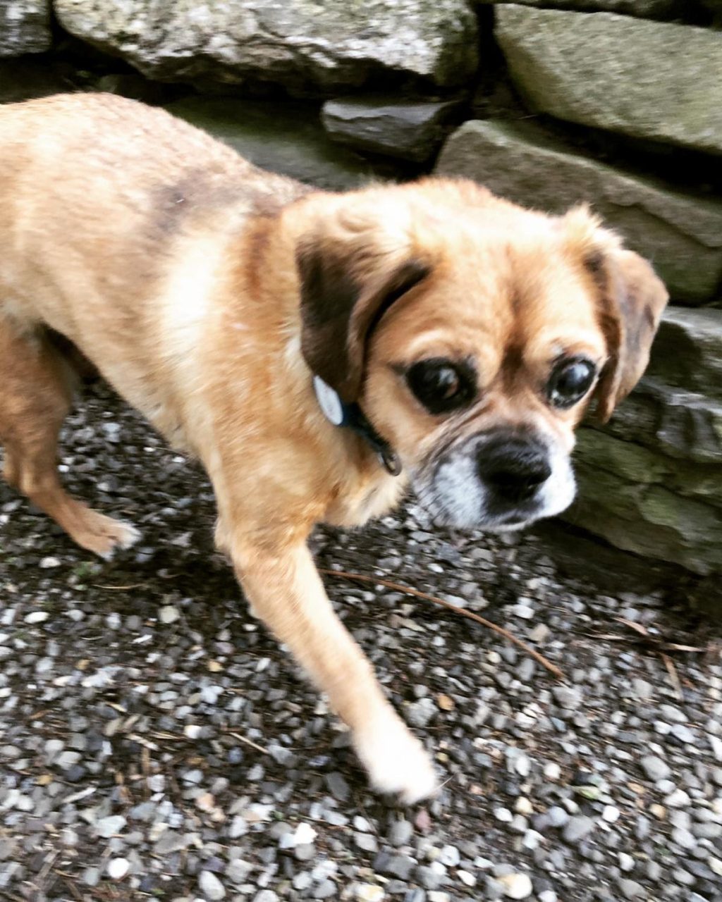 The Story of Wilbur the Puggle - The Lily Pond